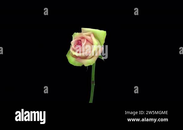 Rose belle Stock Videos & Footage - HD and 4K Video Clips - Alamy