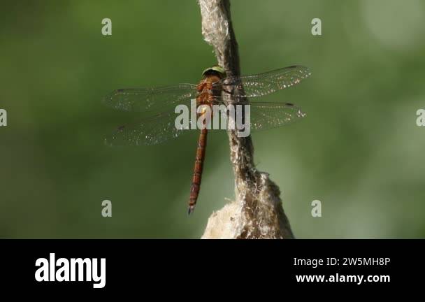 Norfolk hawker dragonfly anaciaeschna Stock Videos & Footage - HD and ...