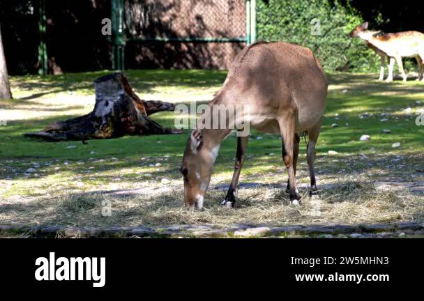 The nilgai or blue cow. Boselaphus tragocamelus is the largest Asian ...