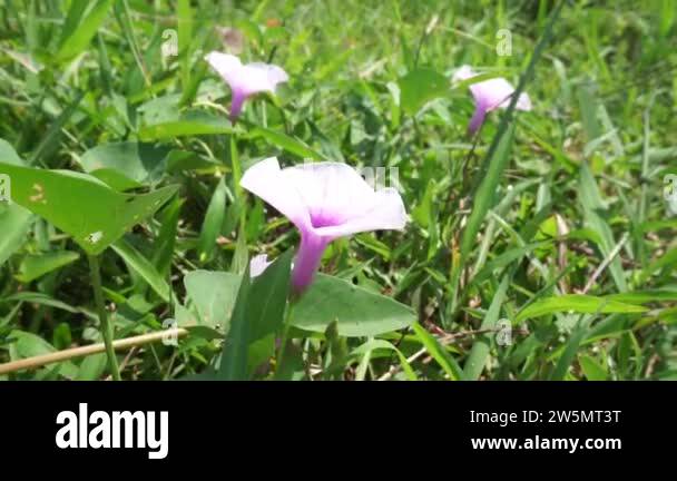 Ipomoea aquatica (water spinach, river spinach, water morning glory ...