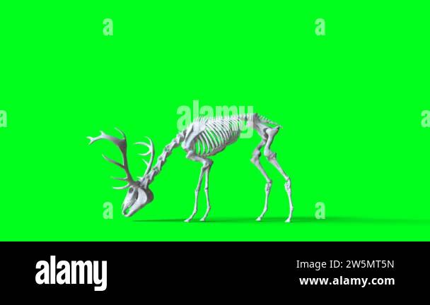 Skeleton deer animation on green screen. Isolate. Realistic 4k ...