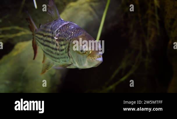 Hydrocynus goliath, also known as the goliath tigerfish, giant ...