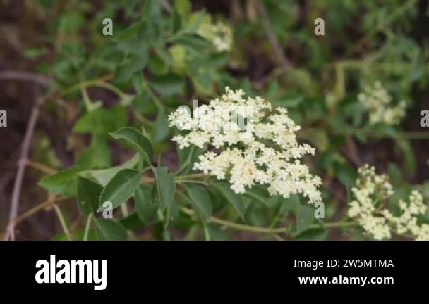 Blooming white terminal determinate compound cyme inflorescences of ...