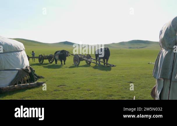 White ger tents and ox cart tumbrel in weadows of Mongolia.Tumbrel ...