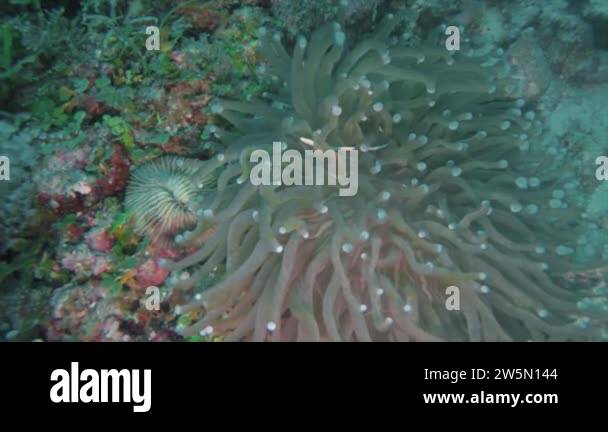 Coral pipefish Stock Videos & Footage - HD and 4K Video Clips - Alamy