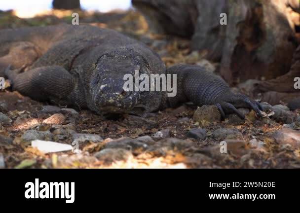 Komodo Dragon Is The Biggest Living Lizard In The World Found In An ...