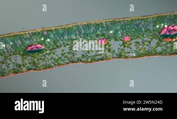 Leaf cross section microscope Stock Videos & Footage - HD and 4K Video ...