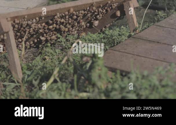 Growing snails. ranks on a snail farm. Growing snails on a farm Stock ...