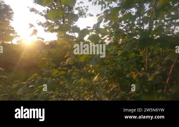 Some sun rays coming through forest roof - forest tree crowns and light ...
