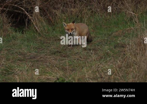 A magnificent wild Red Fox, Vulpes vulpes, hunting for food to eat at ...