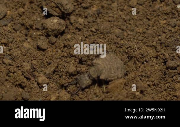 Pit trap Stock Videos & Footage - HD and 4K Video Clips - Alamy