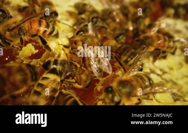 Bees inside the beehive. Honeycomb close up. Bee colony in hive macro ...