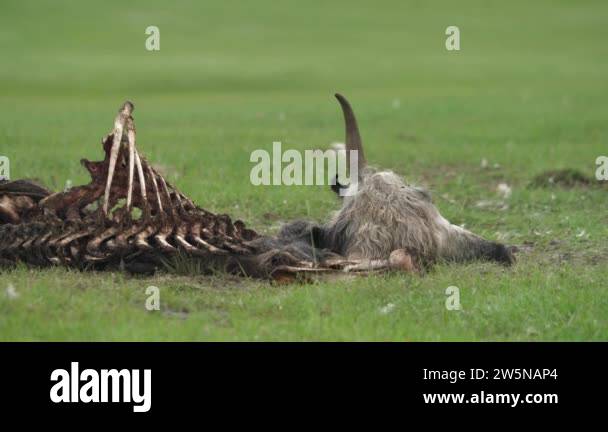 Old Dead Animal Carcass That Died Naturally.Carrion putrefaction decay ...