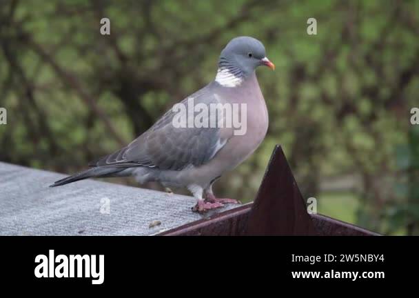 The common wood pigeon is a large species in the dove and pigeon family ...