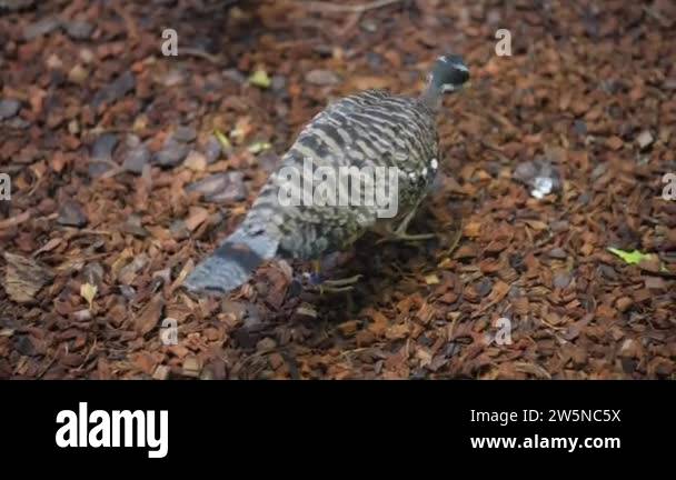Sunbittern eurypyga helias pantanal Stock Videos & Footage - HD and 4K Video Clips - Alamy