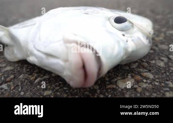 Animal asia angle fish Stock Videos & Footage - HD and 4K Video Clips ...