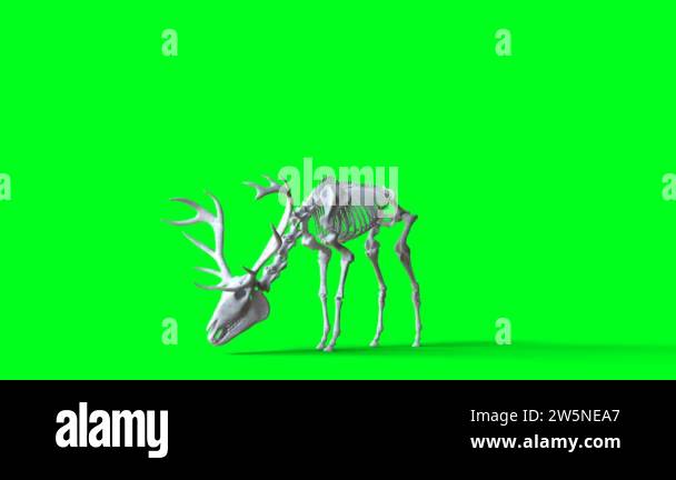 Skeleton deer animation on green screen. Isolate. Realistic 4k ...