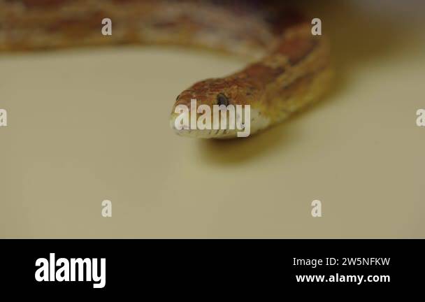 Burmese python close up tongue Stock Videos & Footage - HD and 4K Video ...