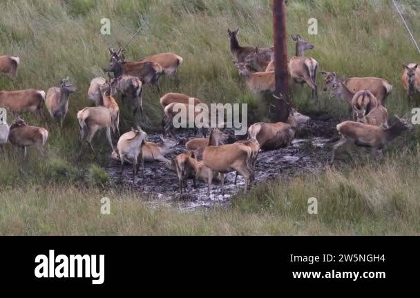 Muddy red deer stag Stock Videos & Footage - HD and 4K Video Clips - Alamy