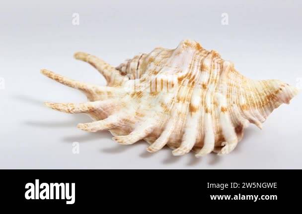 Seashell close up Stock Videos & Footage - HD and 4K Video Clips - Alamy