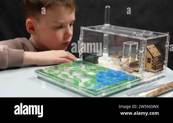 Domestic insects Stock Videos & Footage - HD and 4K Video Clips - Alamy