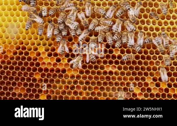 Pollination management Stock Videos & Footage - HD and 4K Video Clips ...