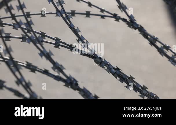 Barbed wire with sharp spikes, blades. A spiral of barbed tape. An ...