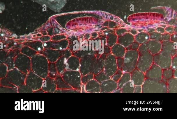 Digestive glands Stock Videos & Footage - HD and 4K Video Clips - Alamy