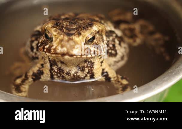 Toad duttaphrynus melanostictus Stock Videos & Footage - HD and 4K ...