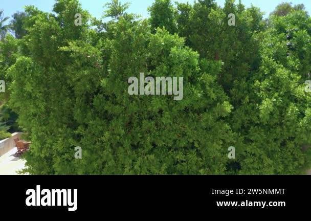 Open tree Stock Videos & Footage - HD and 4K Video Clips - Alamy
