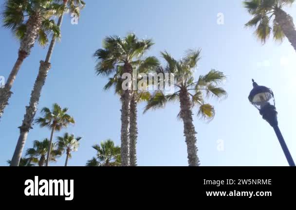 Palms in Los Angeles, California, USA. Summertime aesthetic of Santa ...