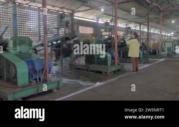 The coagulum is processed in a series of machine that crush and press ...