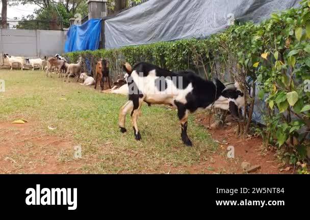 Housing of goats Stock Videos & Footage - HD and 4K Video Clips - Alamy