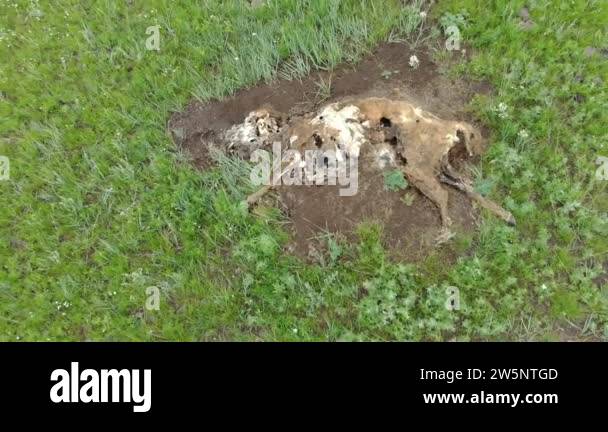 Putrefactive Stock Videos & Footage - HD and 4K Video Clips - Alamy