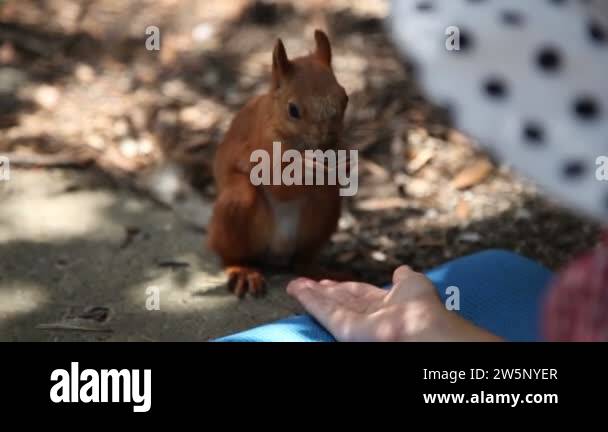 Nimal feeding Stock Videos & Footage - HD and 4K Video Clips - Alamy