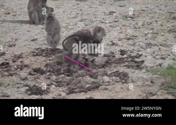Long-tailed macaque, Crab-eating macaque mother and baby looking for ...