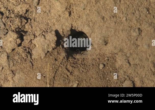 Young honey bee, hatching from an egg, peeps out of hole in ground ...