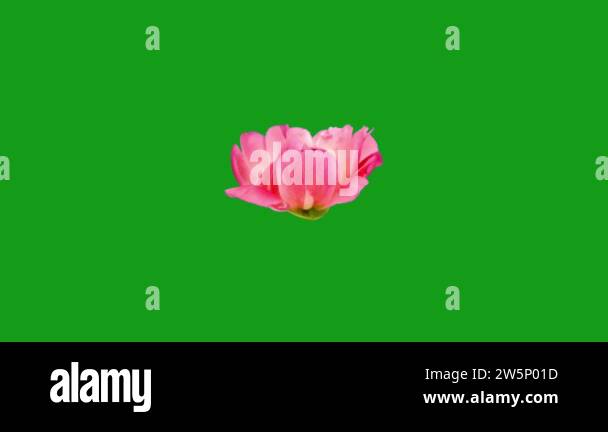 Flower green screen Stock Videos & Footage - HD and 4K Video Clips - Alamy