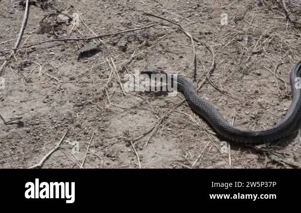 Sun bask snake Stock Videos & Footage - HD and 4K Video Clips - Alamy