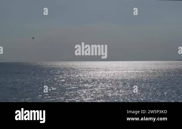 Aggressive seagull Stock Videos & Footage - HD and 4K Video Clips - Alamy