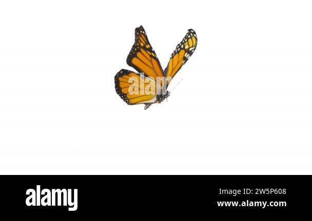 Monarch Butterfly in closeup detail is flying loop with many camera ...