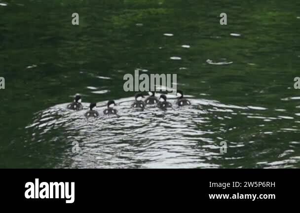 Brood ducks Stock Videos & Footage - HD and 4K Video Clips - Alamy