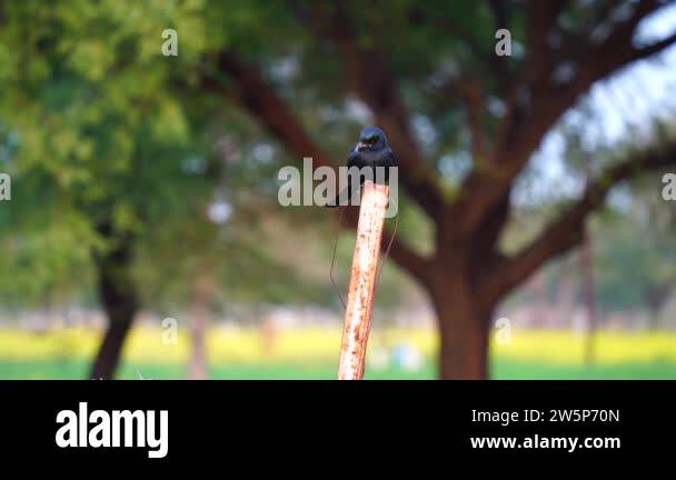 Bronzed Drongo or Dicrurus aeneus, sitting on iron pillar in ...