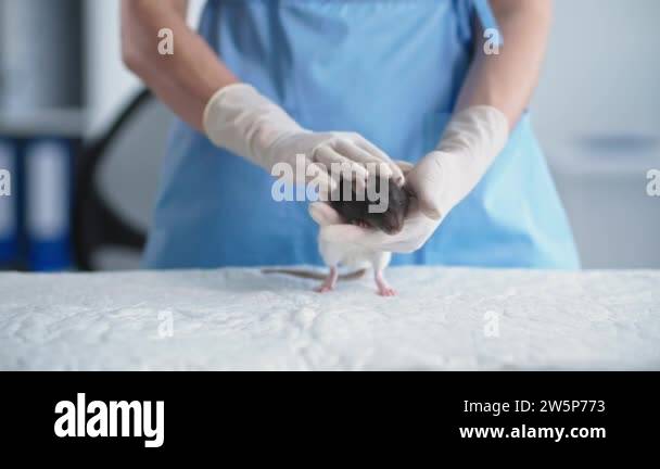 Animal health check Stock Videos & Footage - HD and 4K Video Clips - Alamy