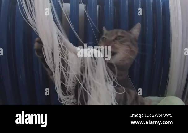 Tangled cat Stock Videos & Footage - HD and 4K Video Clips - Alamy
