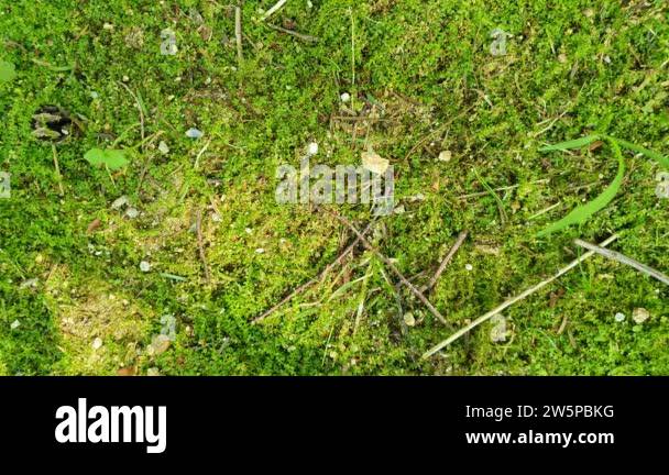 Ground shadows Stock Videos & Footage - HD and 4K Video Clips - Alamy