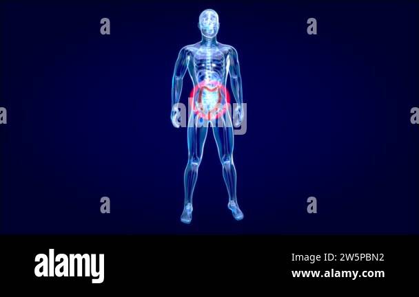 3D animation of Human Digestive System Large Intestine Anatomy Stock ...