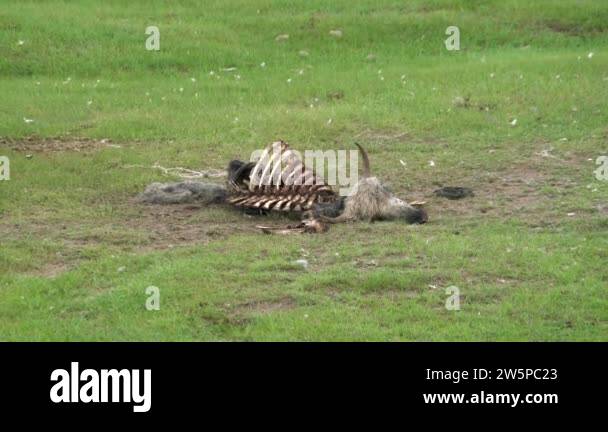 Animal decay Stock Videos & Footage - HD and 4K Video Clips - Alamy