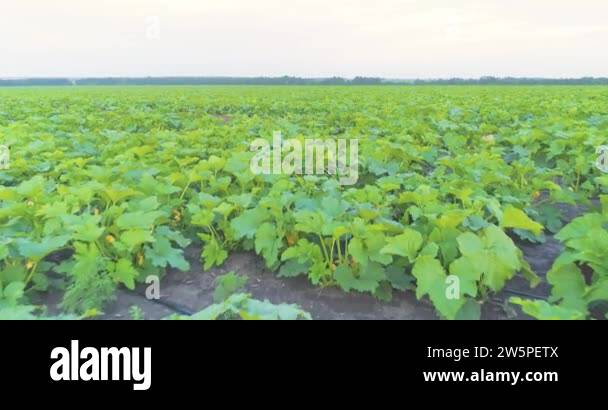 Squash field. Growing zucchini in the field. Zucchini field from the ...