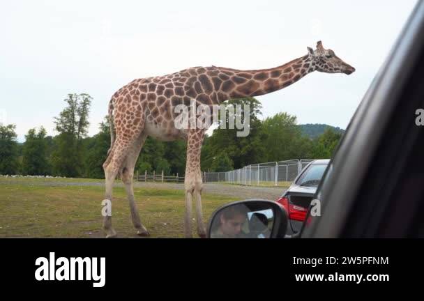 Giraffe in car park Stock Videos & Footage - HD and 4K Video Clips - Alamy
